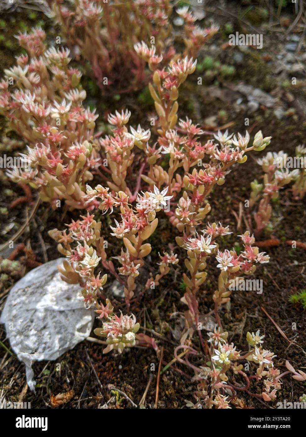 Spanish Stonecrop (Sedum hispanicum) Plantae Stock Photo - Alamy