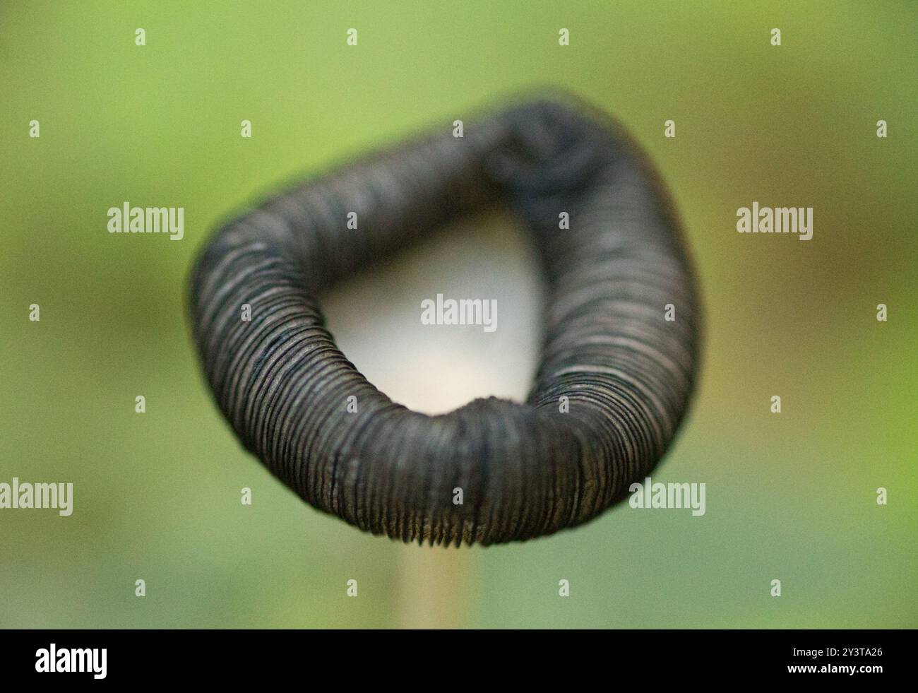 Basidiomycete Fungi (Basidiomycota) Fungi Stock Photo - Alamy