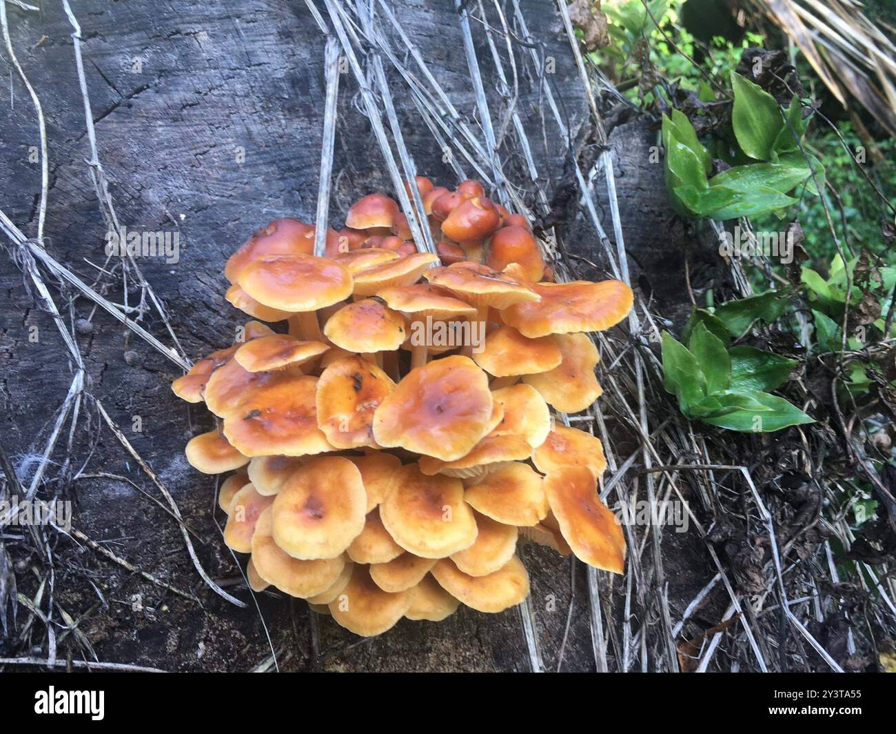 Velvet Foot (Flammulina velutipes) Fungi Stock Photo - Alamy