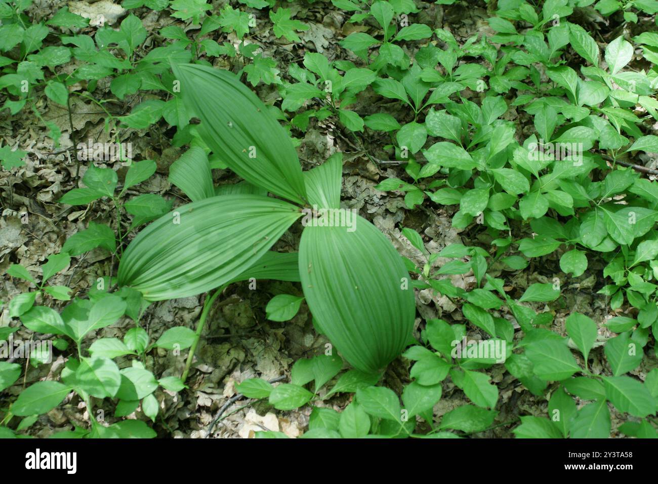 Black False-hellebore (Veratrum nigrum) Plantae Stock Photo - Alamy