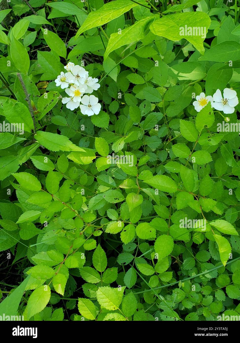 multiflora rose (Rosa multiflora) Plantae Stock Photo - Alamy