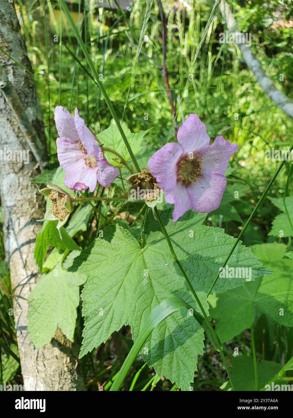 purple-flowered raspberry (Rubus odoratus) Plantae Stock Photo - Alamy
