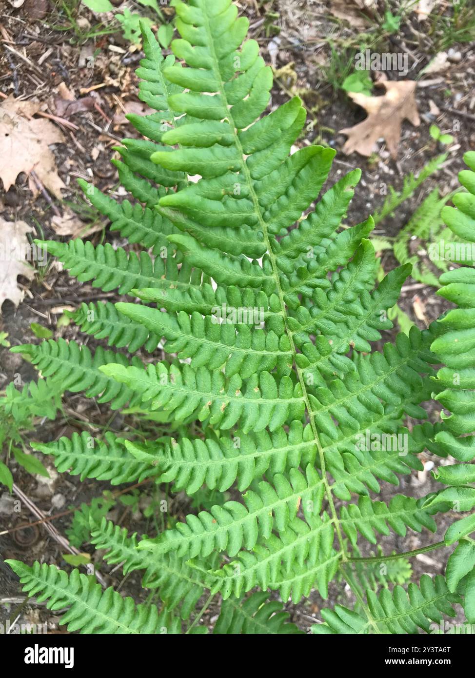 eagle fern (Pteridium aquilinum latiusculum) Plantae Stock Photo - Alamy