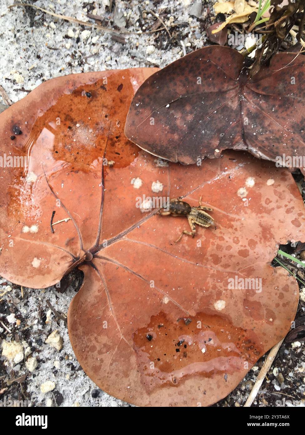 Lesser Short-winged Mole Cricket (Neoscapteriscus abbreviatus) Insecta ...