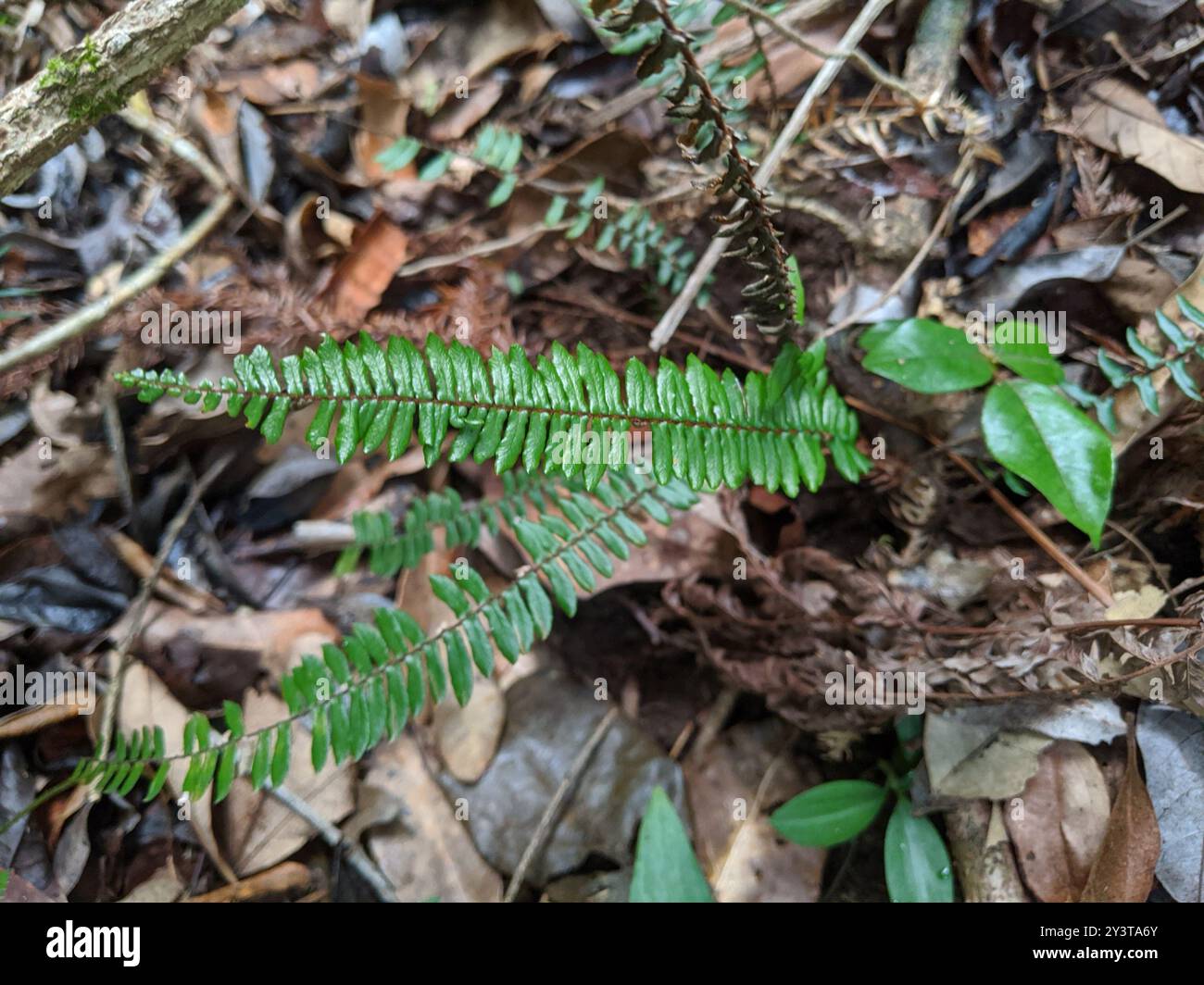 Dwarf Sickle Fern (Pellaea nana) Plantae Stock Photo - Alamy