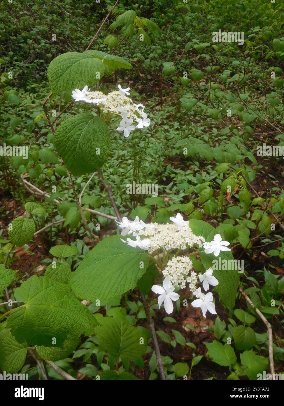 hobblebush (Viburnum lantanoides) Plantae Stock Photo - Alamy