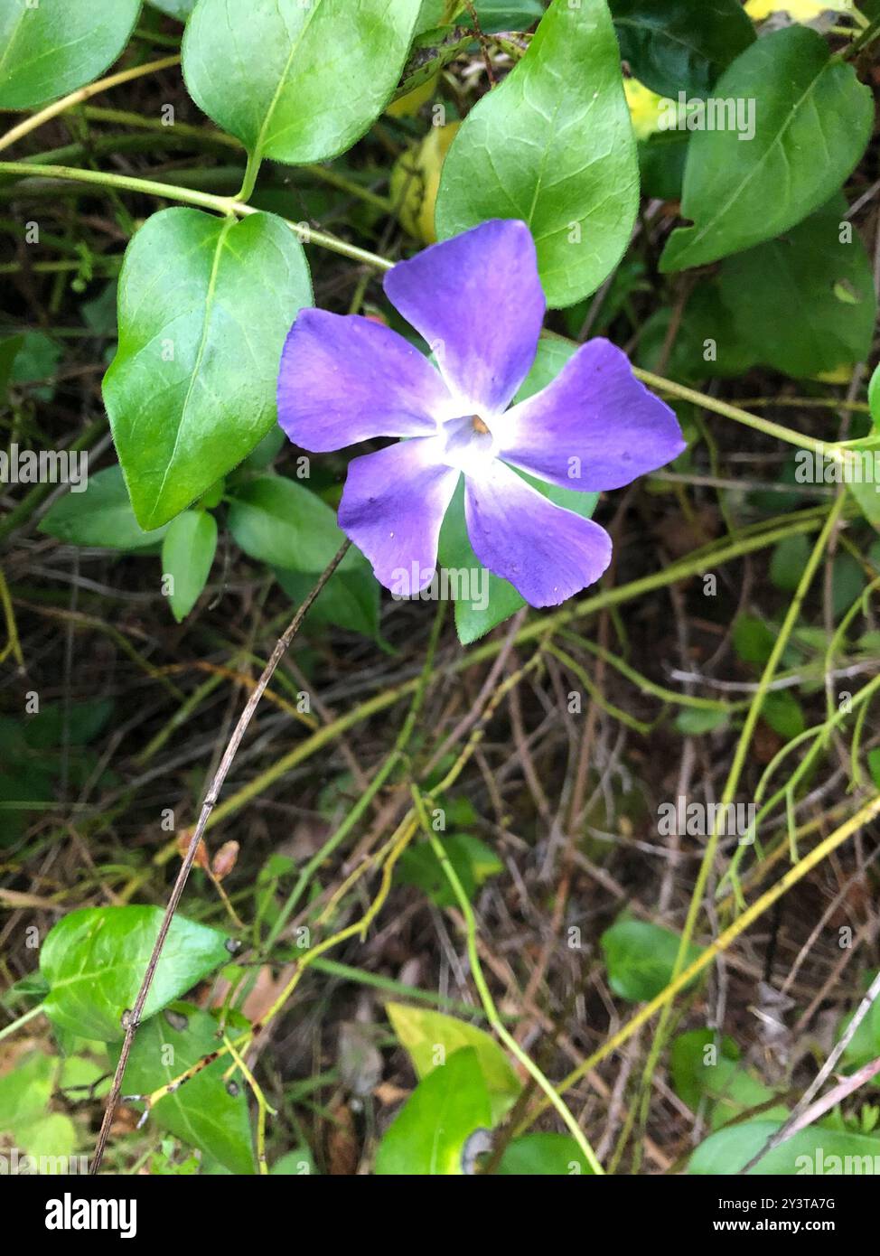 greater periwinkle (Vinca major) Plantae Stock Photo - Alamy