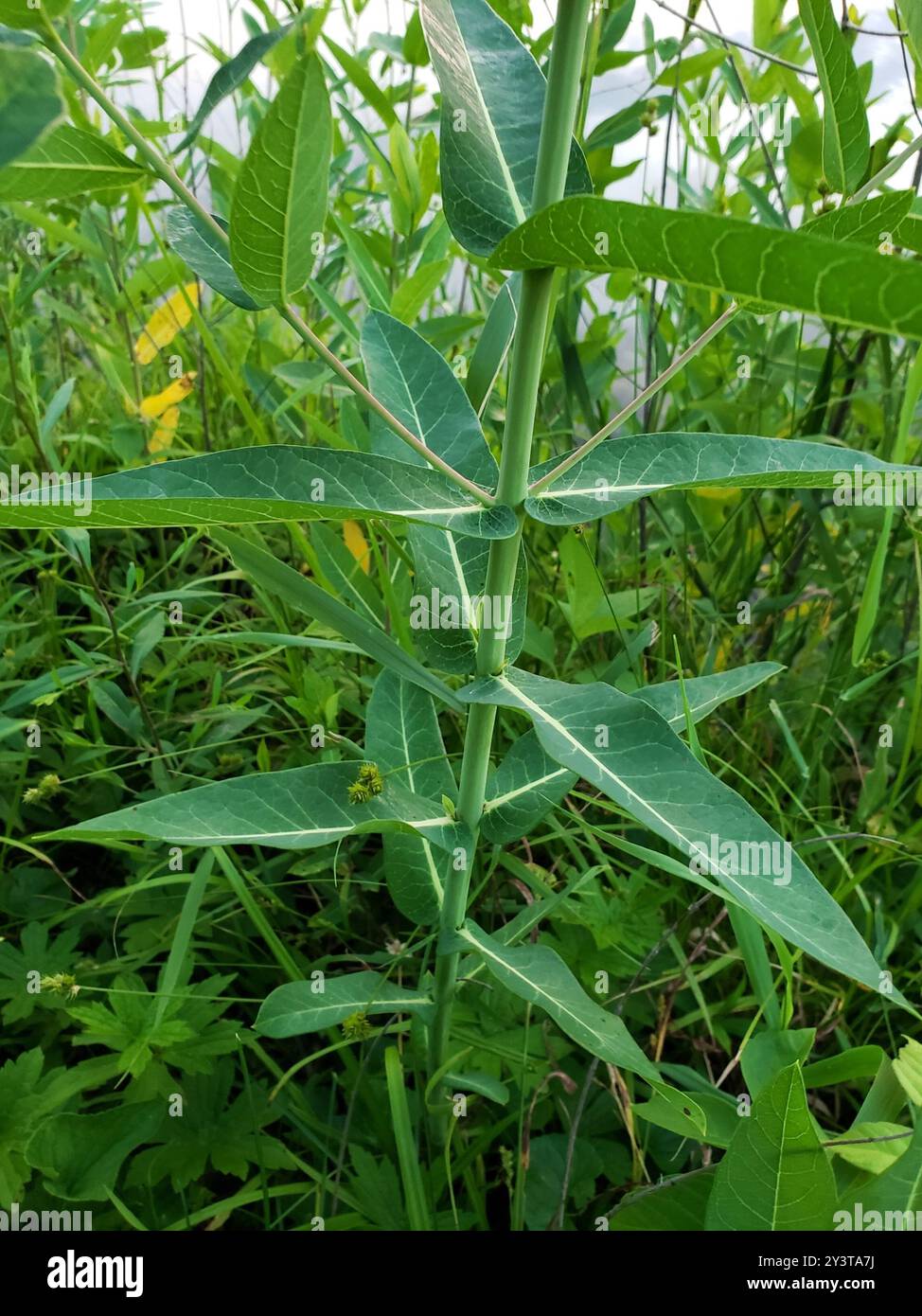 hemp dogbane (Apocynum cannabinum) Plantae Stock Photo - Alamy