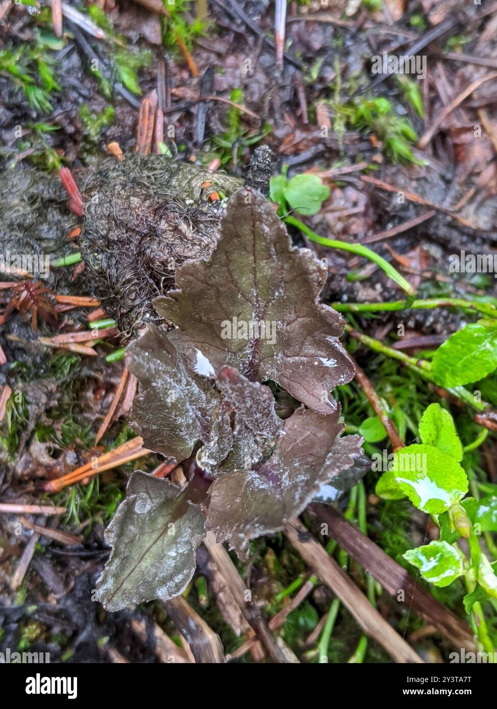 Arrowleaf Senecio (Senecio triangularis) Plantae Stock Photo - Alamy