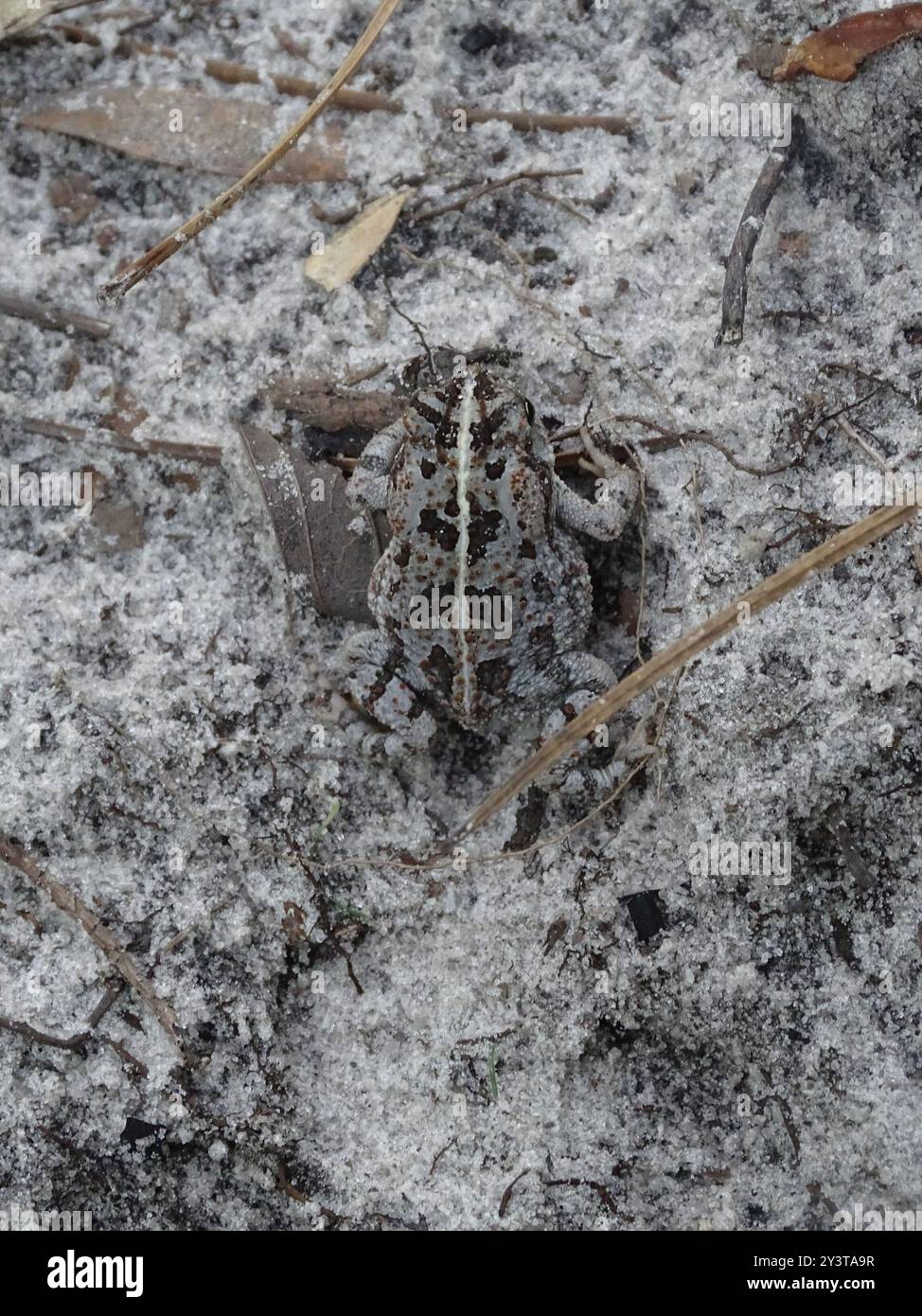 Oak Toad (Anaxyrus quercicus) Amphibia Stock Photo - Alamy