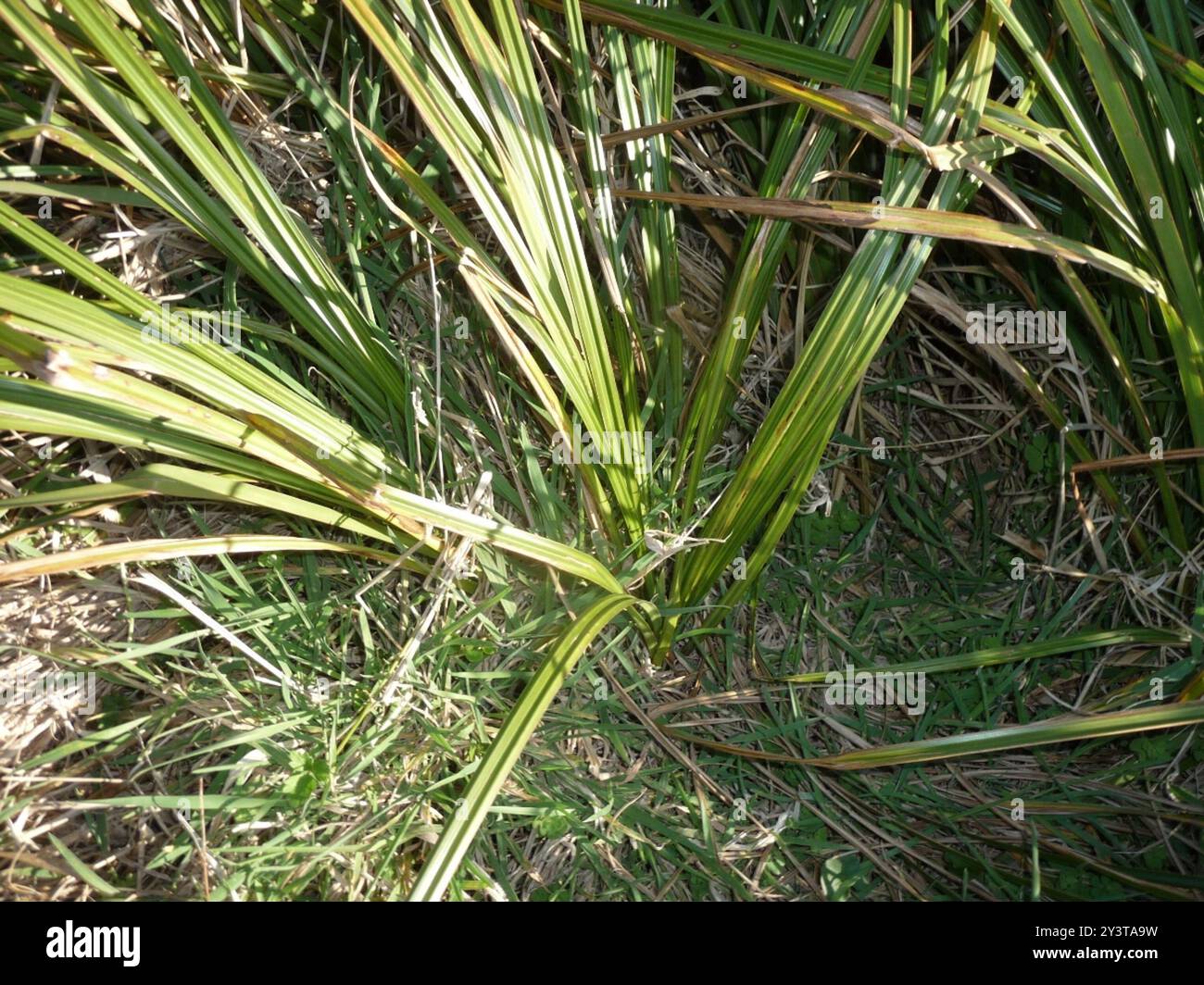 Cutty grass hi-res stock photography and images - Alamy