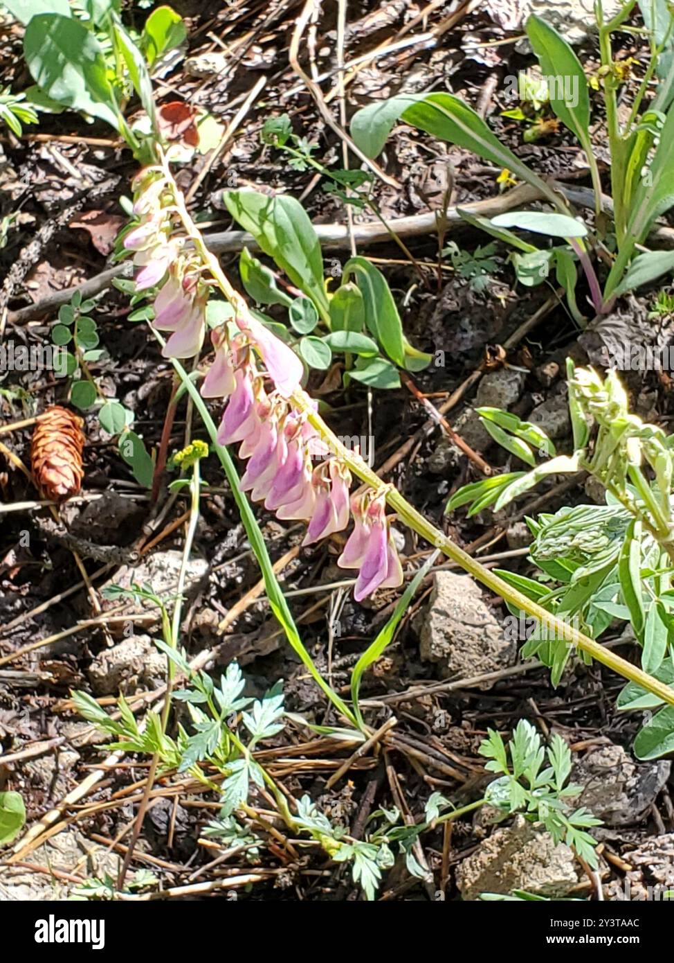 Western Sweet-vetch (Hedysarum occidentale) Plantae Stock Photo - Alamy