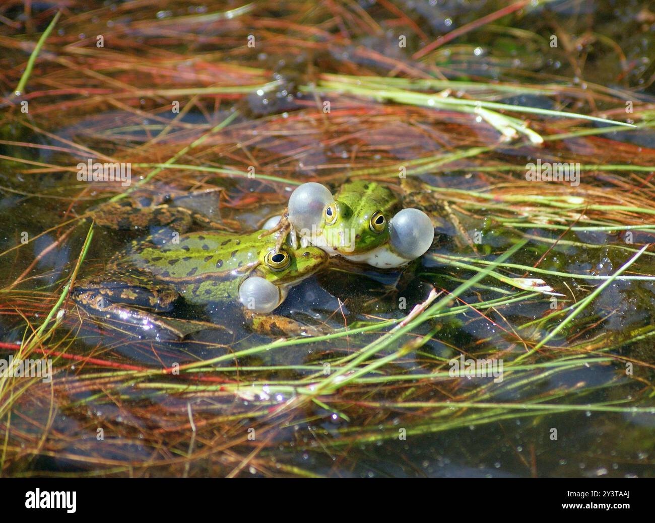 Water Frogs (Pelophylax) Amphibia Stock Photo - Alamy