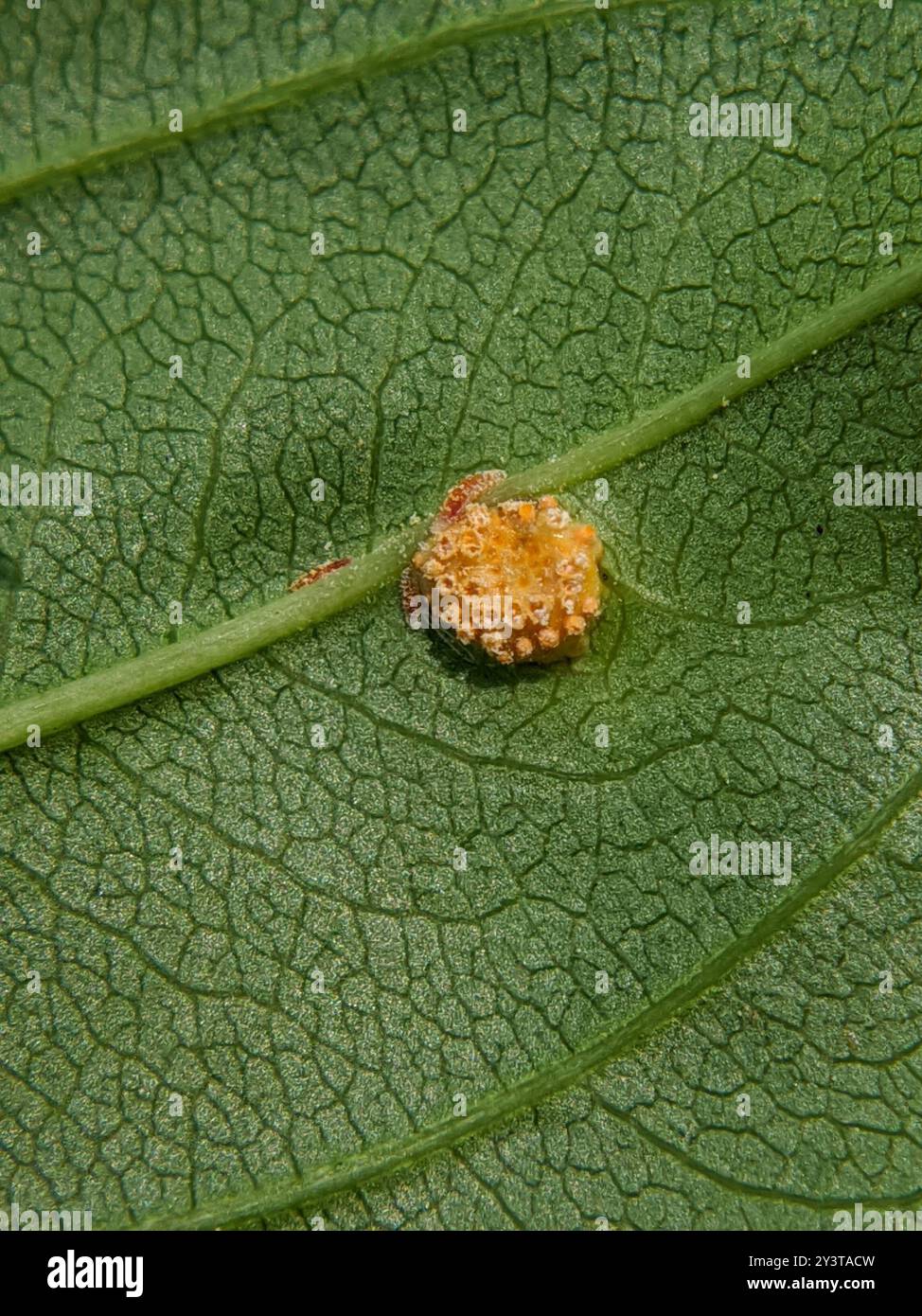 Crown Rust (Puccinia coronata) Fungi Stock Photo - Alamy