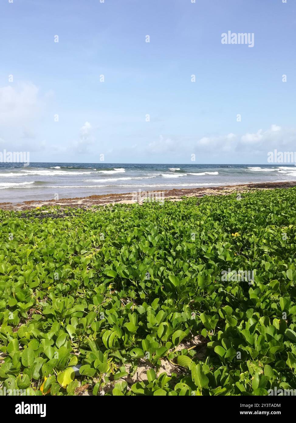 Beach Bean (Canavalia rosea) Plantae Stock Photo - Alamy