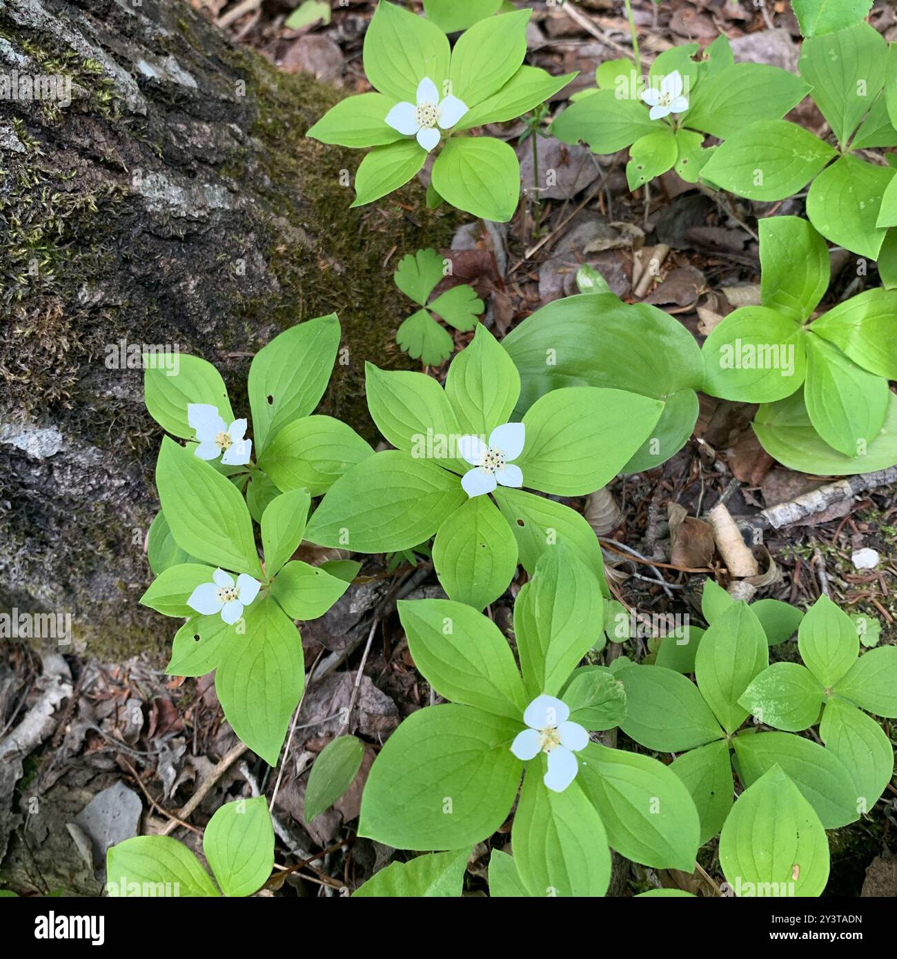 Canadian bunchberry (Cornus canadensis) Plantae Stock Photo - Alamy