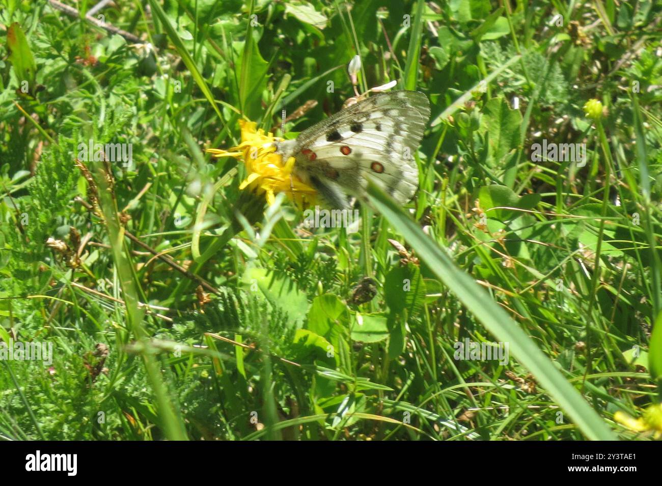 Apollo (Parnassius apollo) Insecta Stock Photo - Alamy