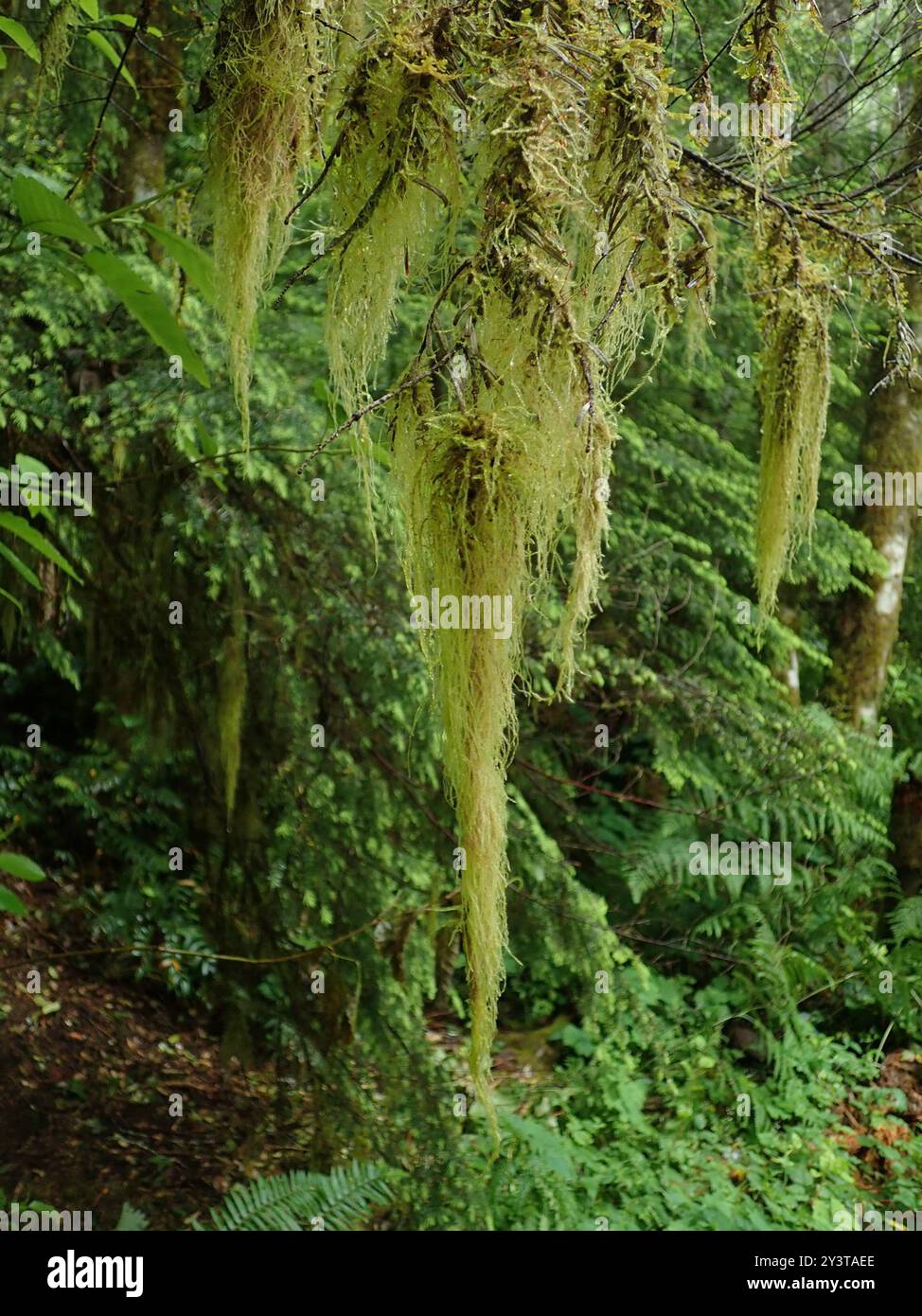 Cat's Tail Moss (Pseudisothecium stoloniferum) Plantae Stock Photo - Alamy