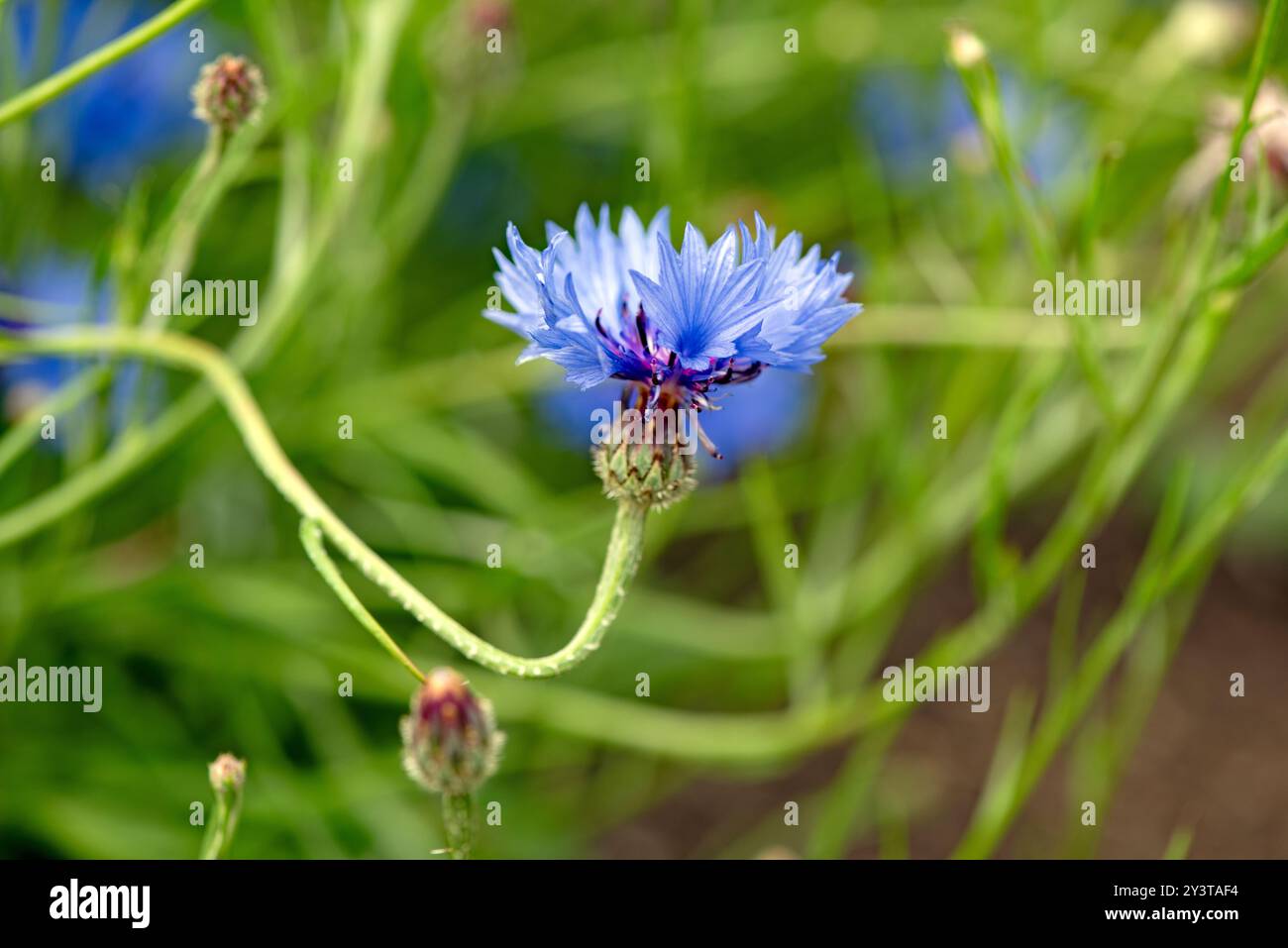 Centaurea cyanus, commonly known as cornflower or bachelors button, is ...