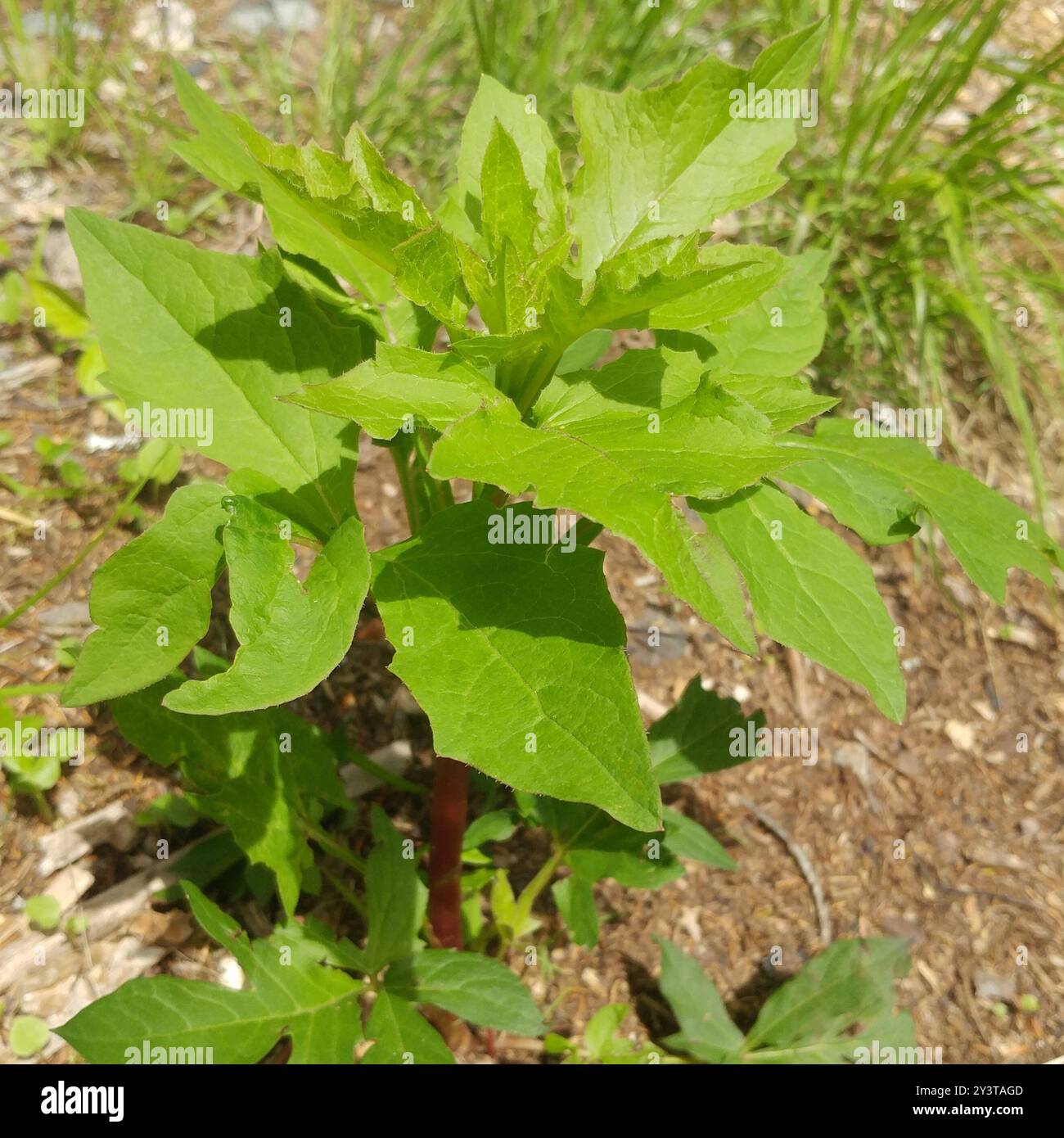 three-leaved rattlesnake root (Nabalus trifoliolatus) Plantae Stock ...