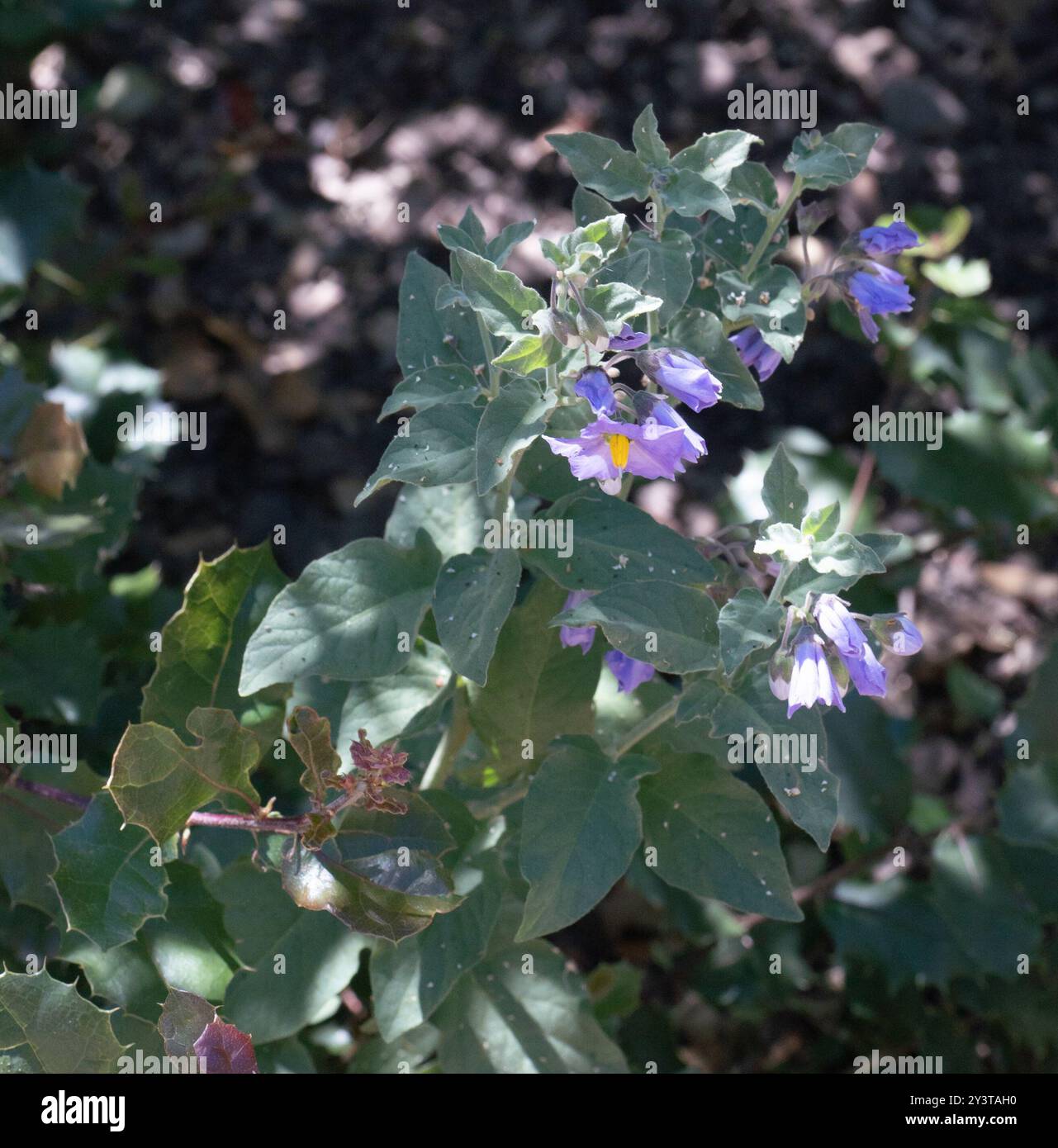 nightshades (Solanum) Plantae Stock Photo - Alamy