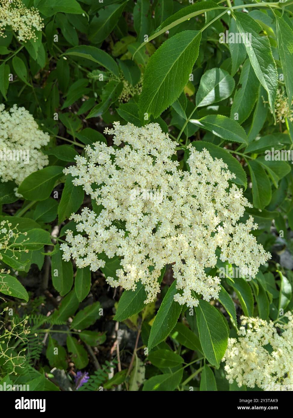 blue elder (Sambucus cerulea) Plantae Stock Photo - Alamy