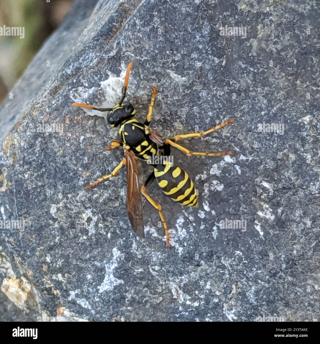 European Paper Wasp (Polistes dominula) Insecta Stock Photo - Alamy