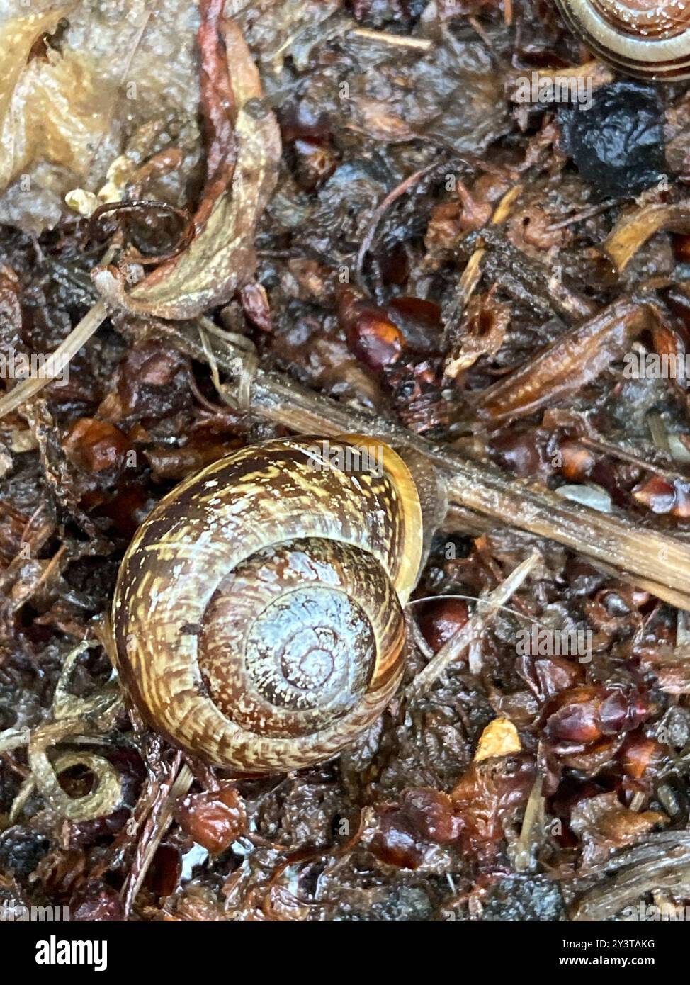 Copse Snail (Arianta arbustorum) Mollusca Stock Photo - Alamy