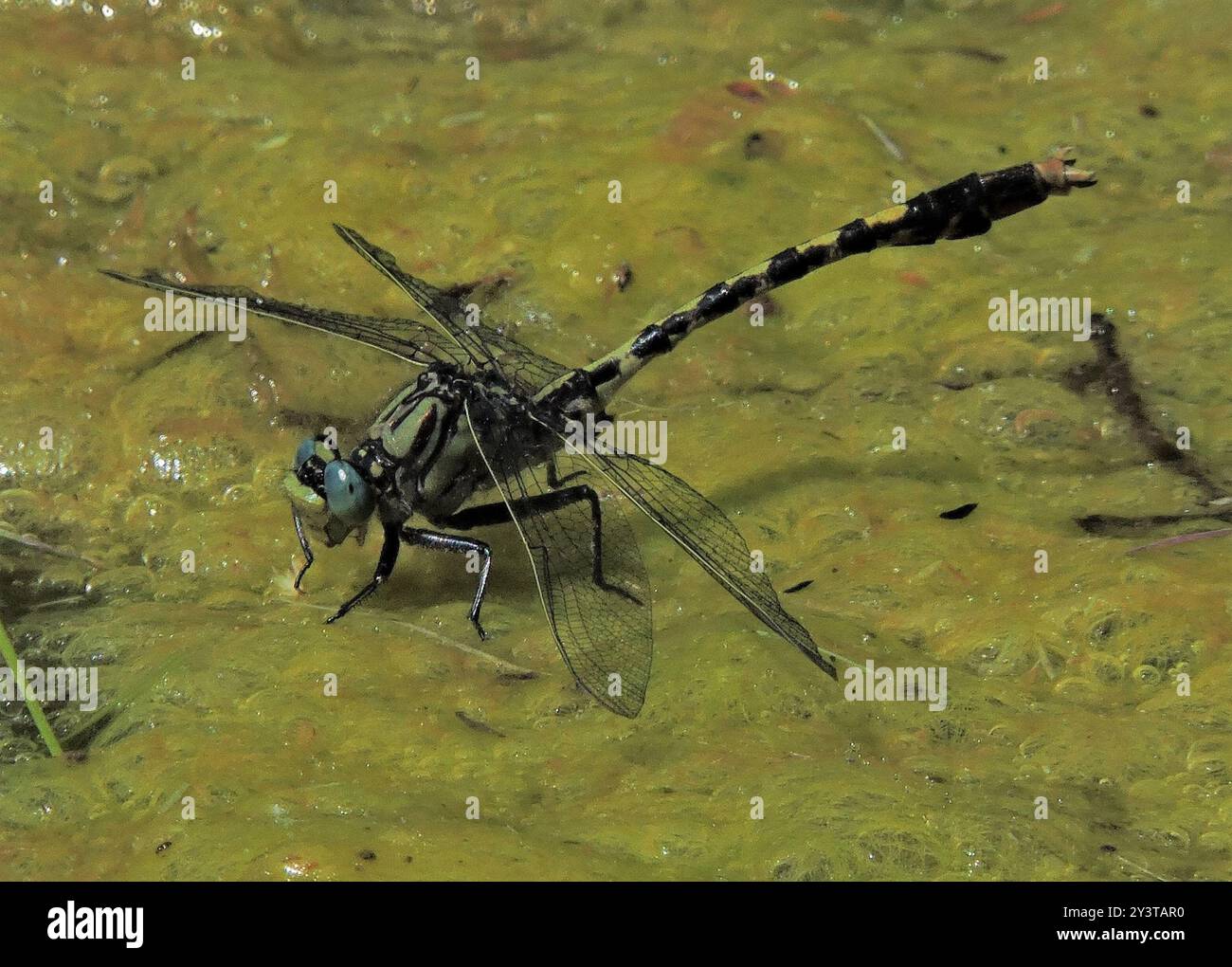 Unicorn Clubtail (Arigomphus villosipes) Insecta Stock Photo - Alamy