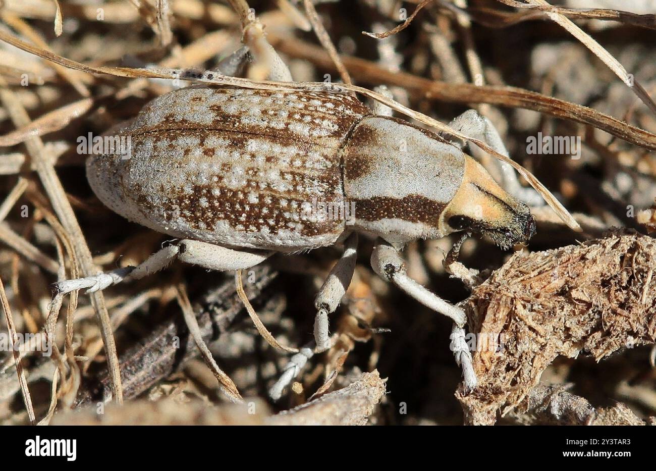 (Conorhynchus conirostris) Insecta Stock Photo - Alamy
