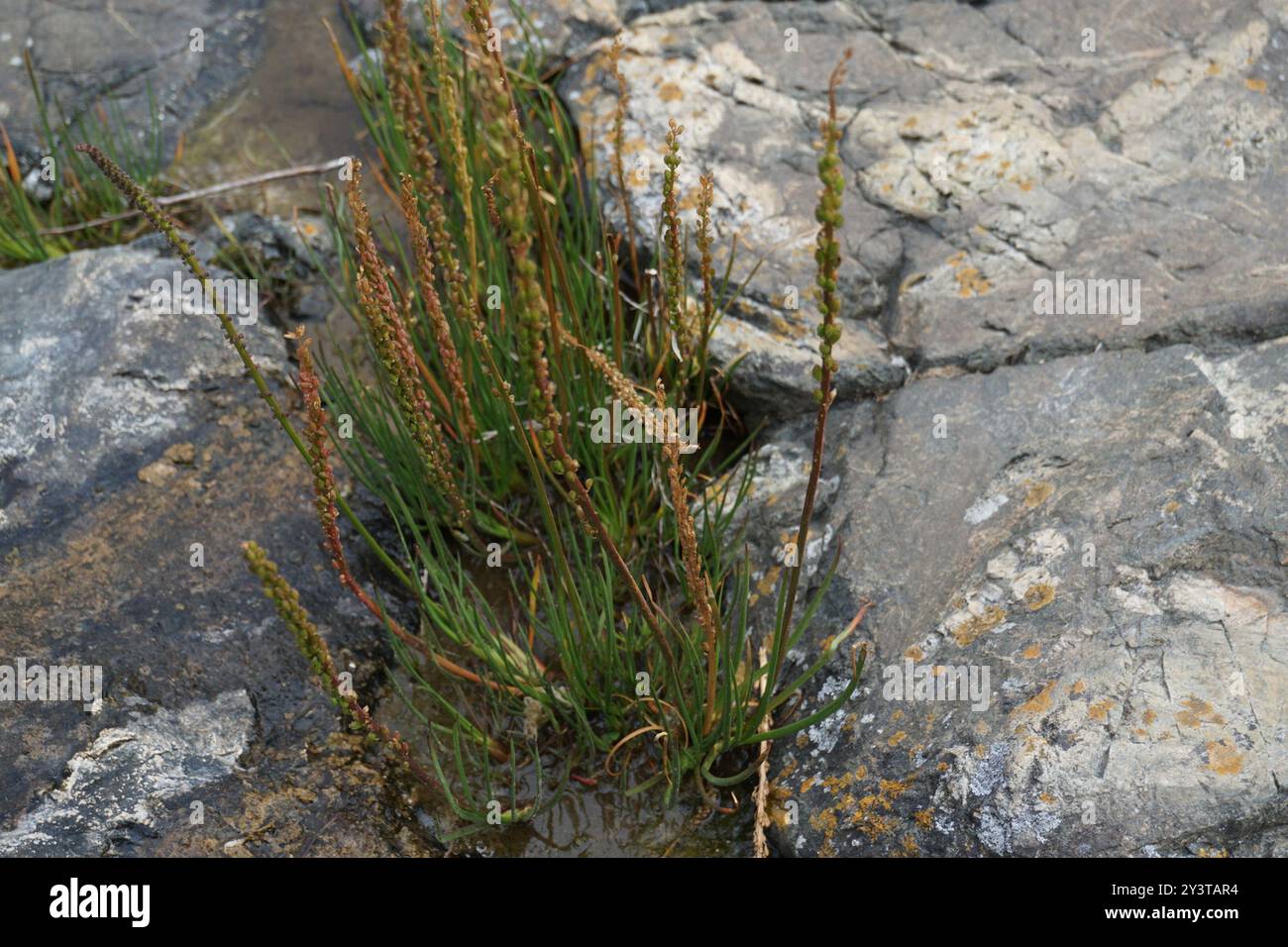 common arrowgrass (Triglochin maritima) Plantae Stock Photo - Alamy