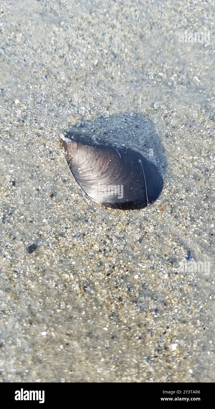 Blue Mussel (Mytilus edulis) Mollusca Stock Photo - Alamy