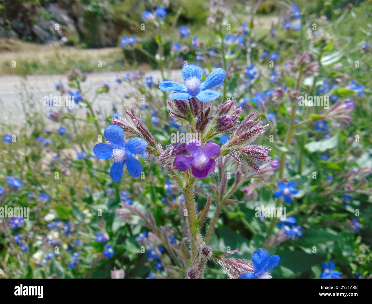 Italian Bugloss (Anchusa azurea) Plantae Stock Photo - Alamy