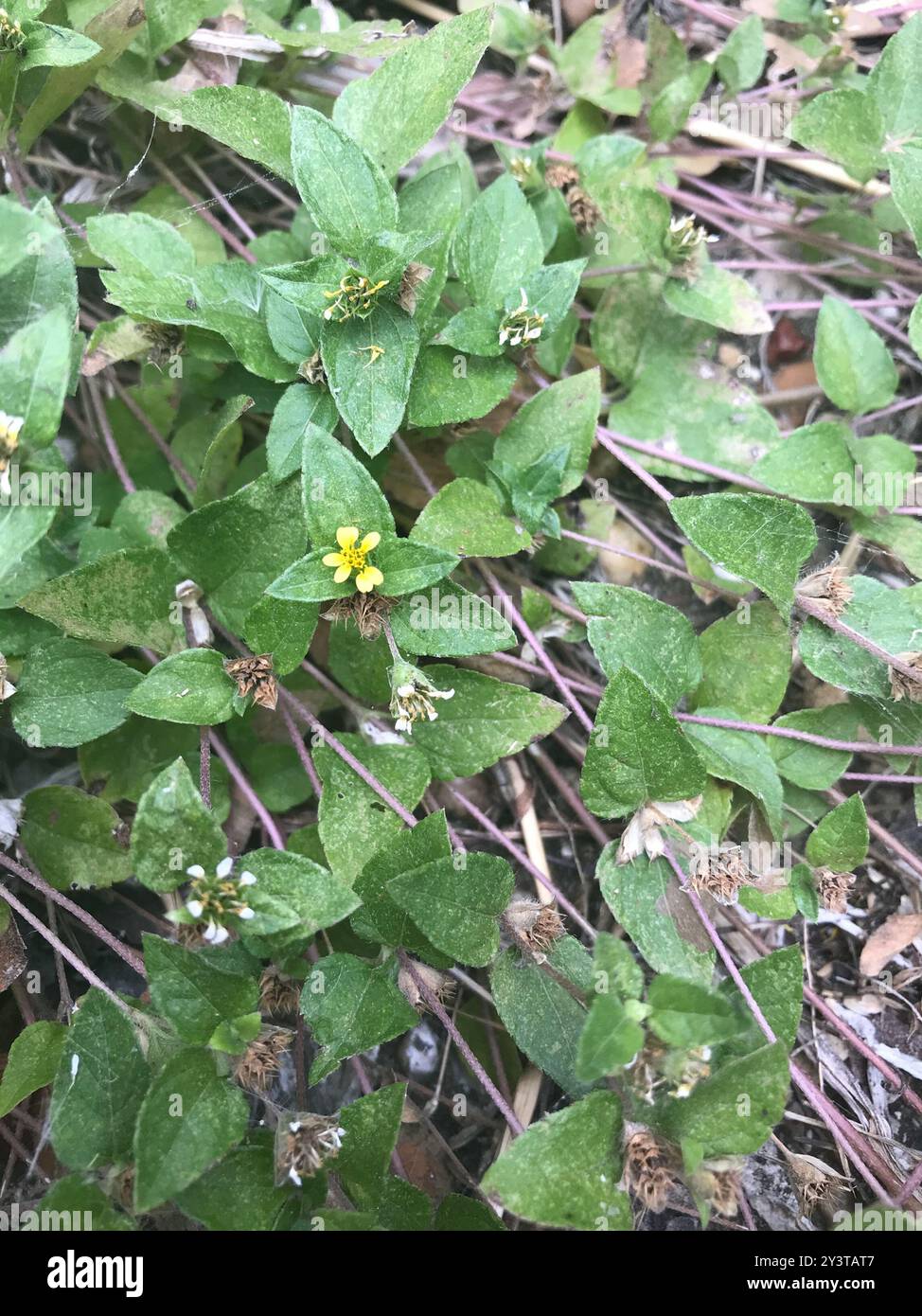 straggler daisy (Calyptocarpus vialis) Plantae Stock Photo - Alamy