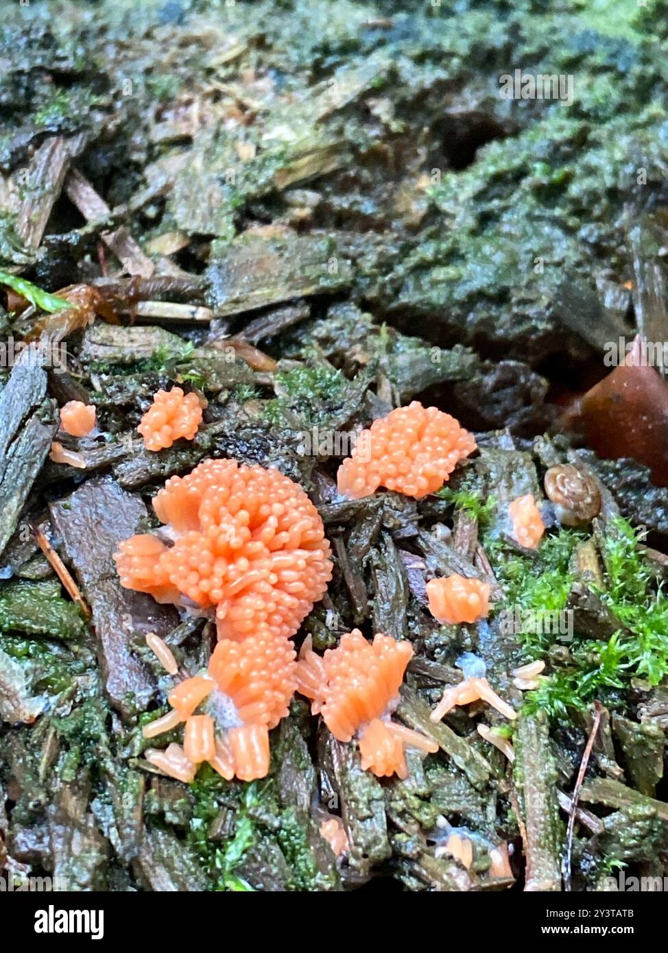 Red Raspberry Slime Mold (Tubifera ferruginosa) Protozoa Stock Photo ...
