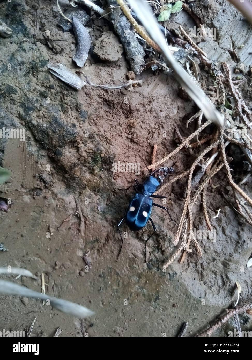 Central American Montane Tiger Beetle (Pseudoxycheila tarsalis) Insecta ...