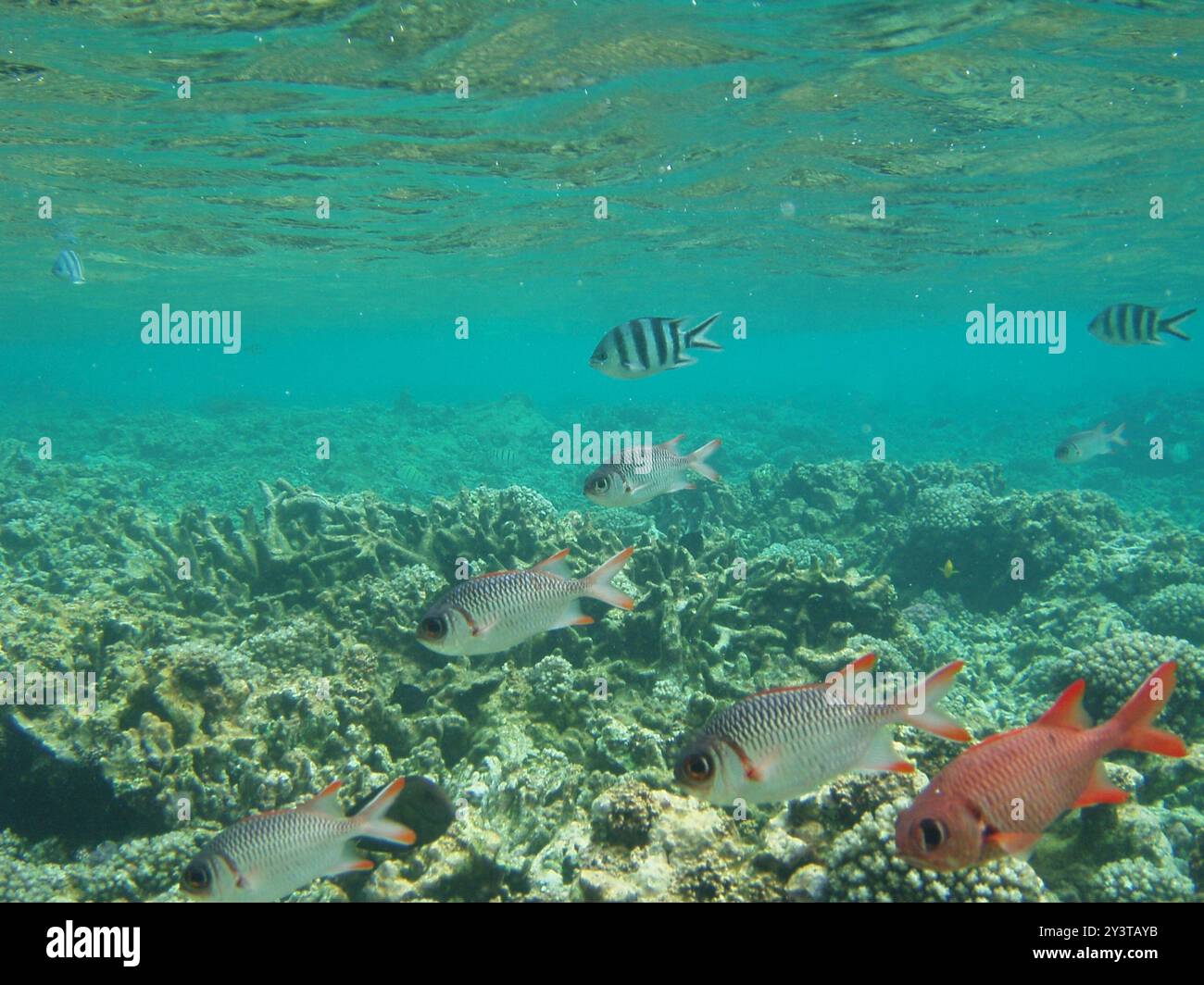 Violet Soldierfish (Myripristis violacea) Actinopterygii Stock Photo ...