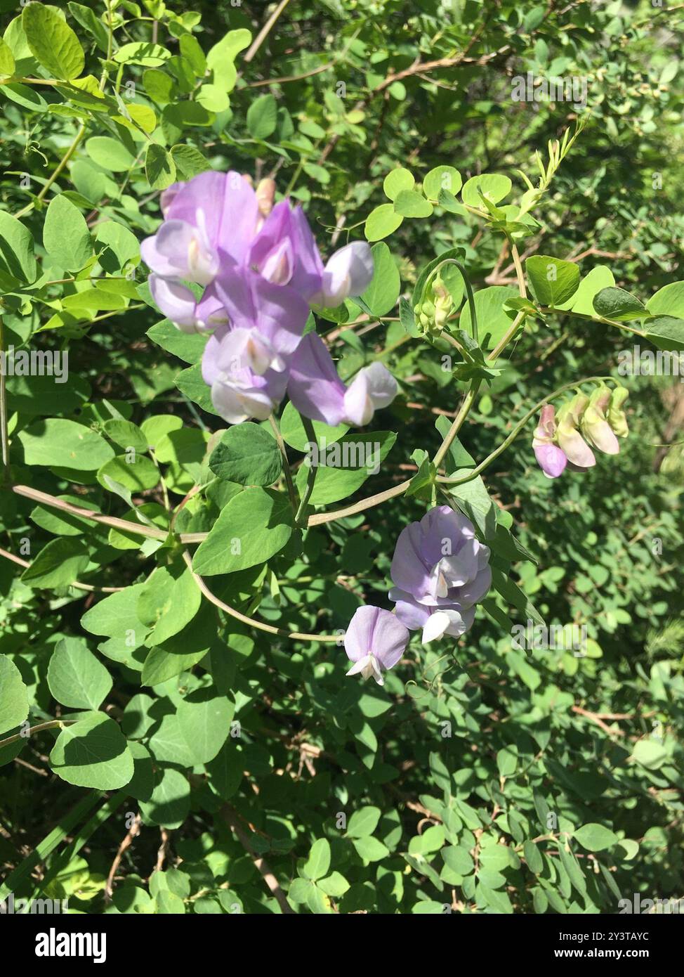 American vetch (Vicia americana) Plantae Stock Photo - Alamy