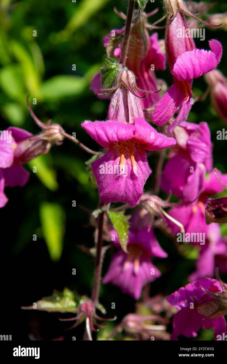 Rehmannia hi-res stock photography and images - Alamy