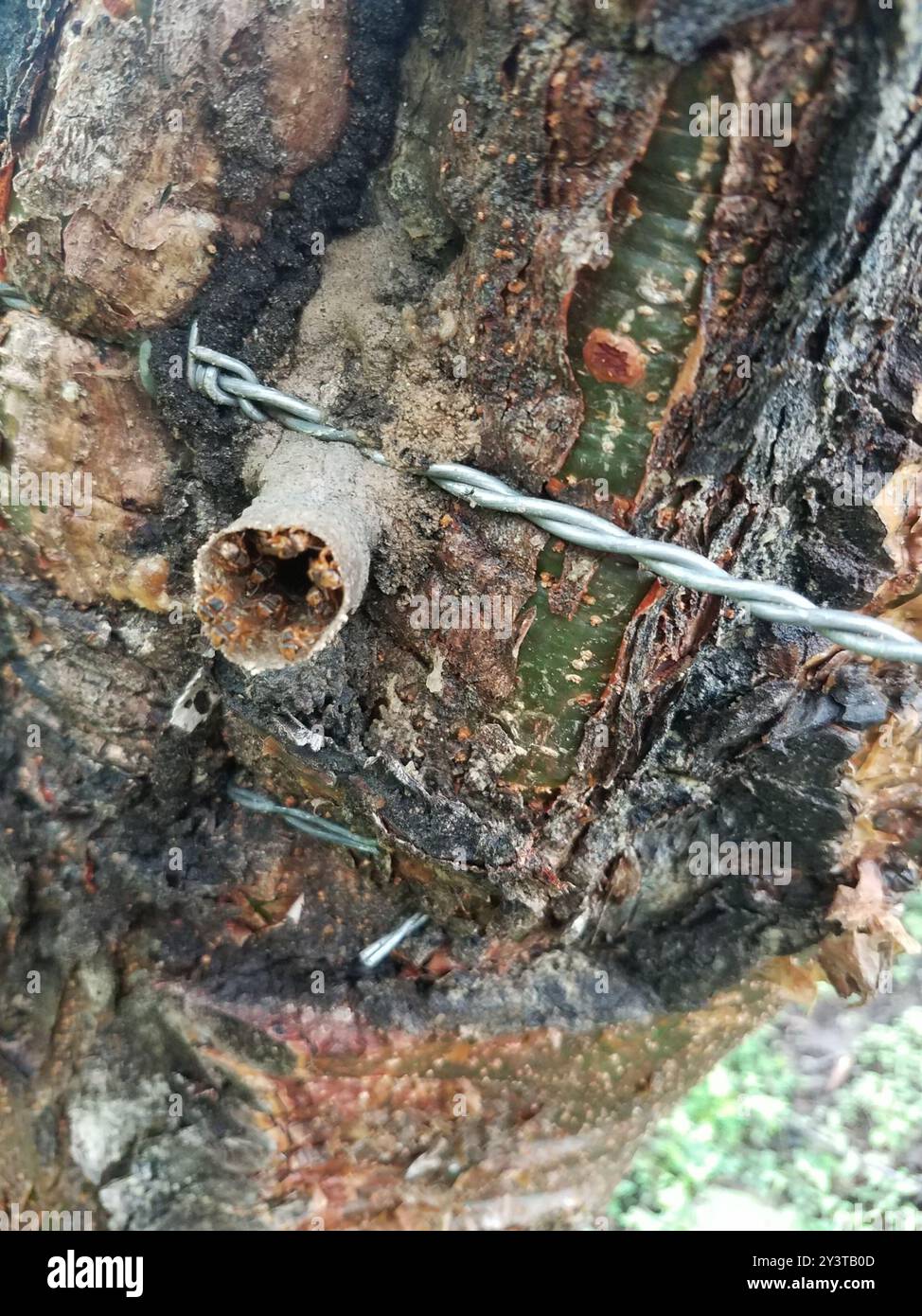 Pectoral Robust-Stingless bee (Scaptotrigona pectoralis) Insecta Stock ...