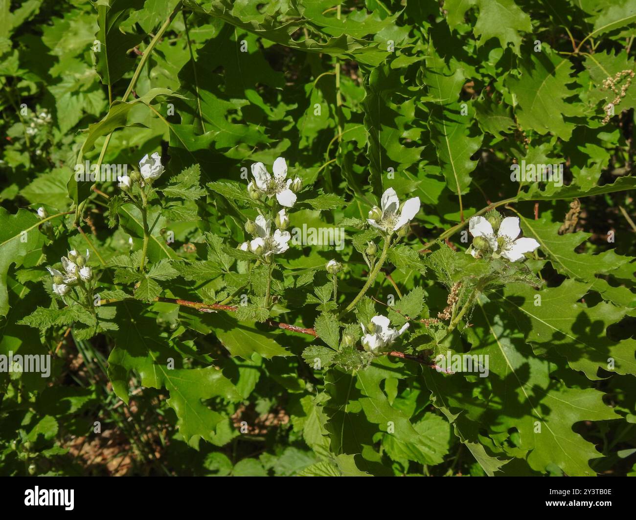 Common Dewberry (Rubus flagellaris) Plantae Stock Photo - Alamy