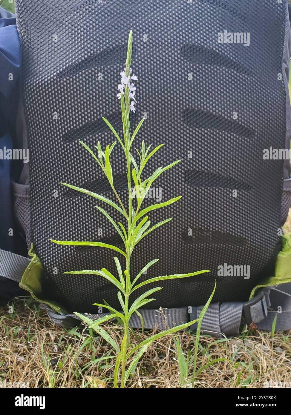 Narrowleaf Vervain (Verbena simplex) Plantae Stock Photo - Alamy