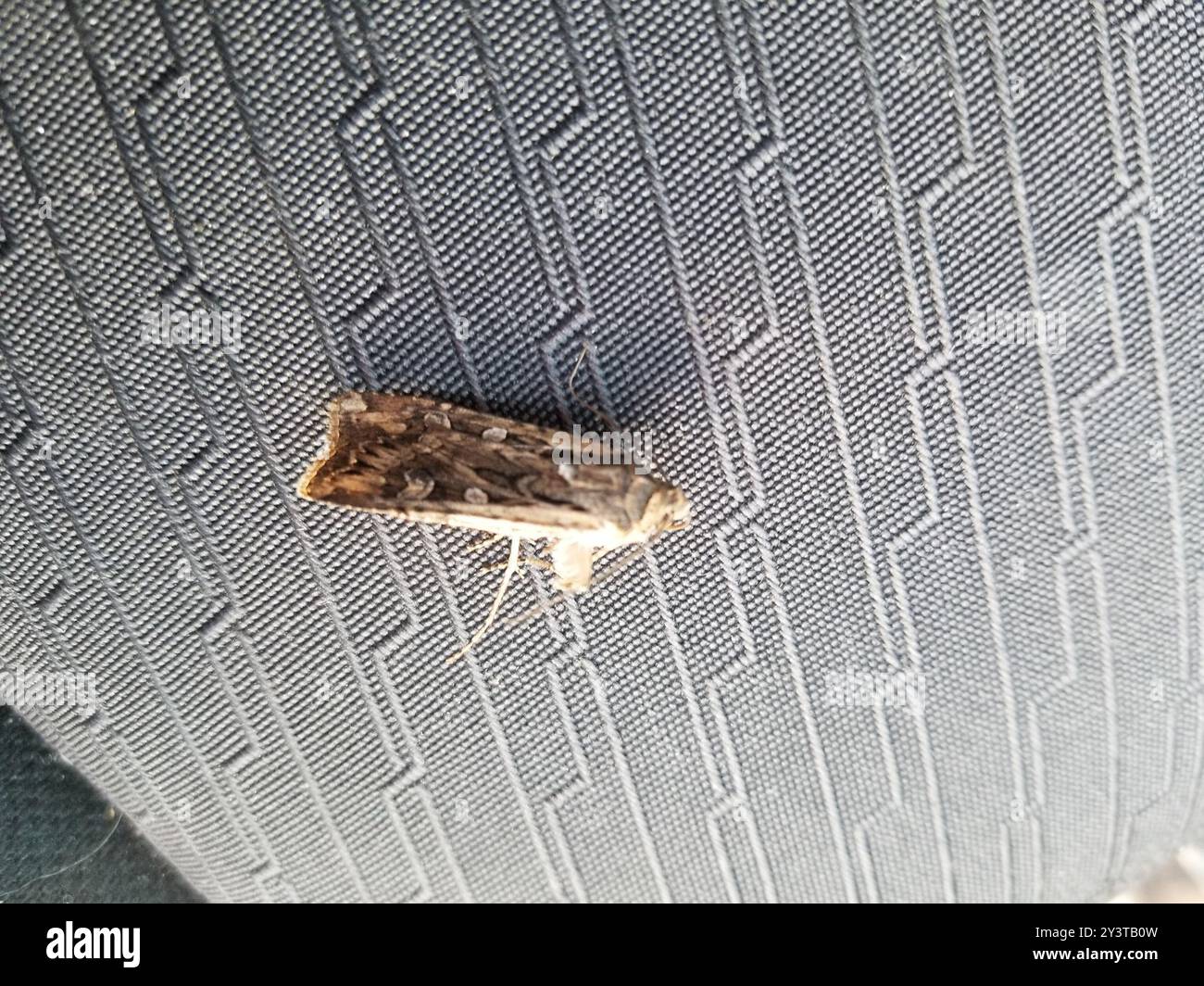 Cutworms and Dart Moths (Noctuinae) Insecta Stock Photo - Alamy