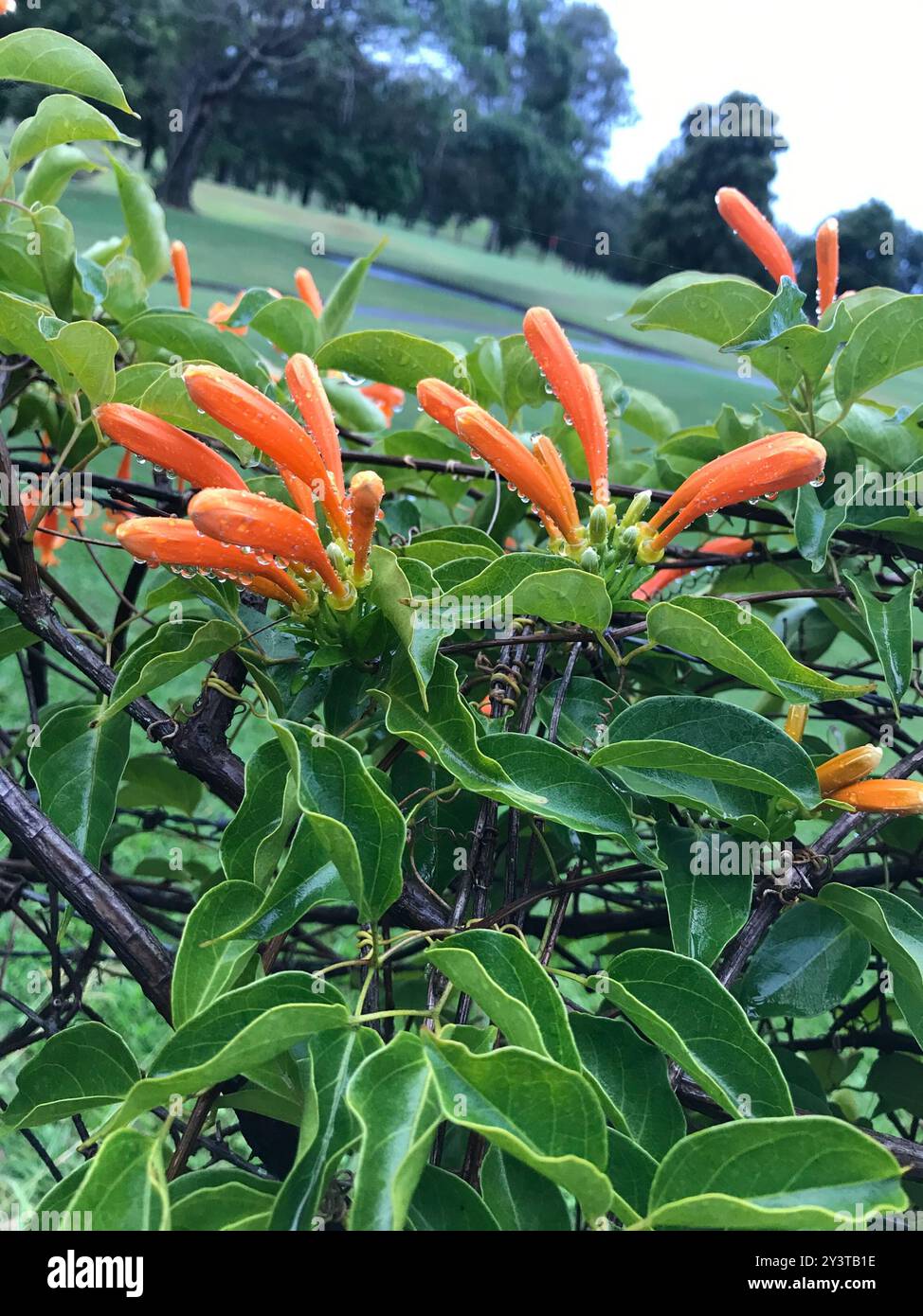 Flame vine (Pyrostegia venusta) Plantae Stock Photo - Alamy
