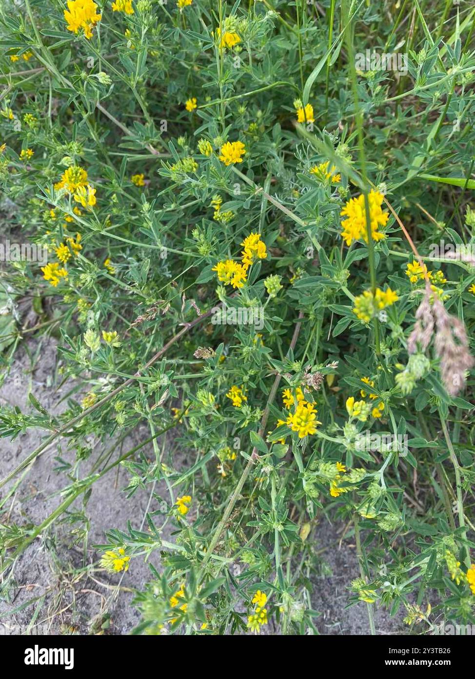 sickle alfalfa (Medicago falcata) Plantae Stock Photo - Alamy