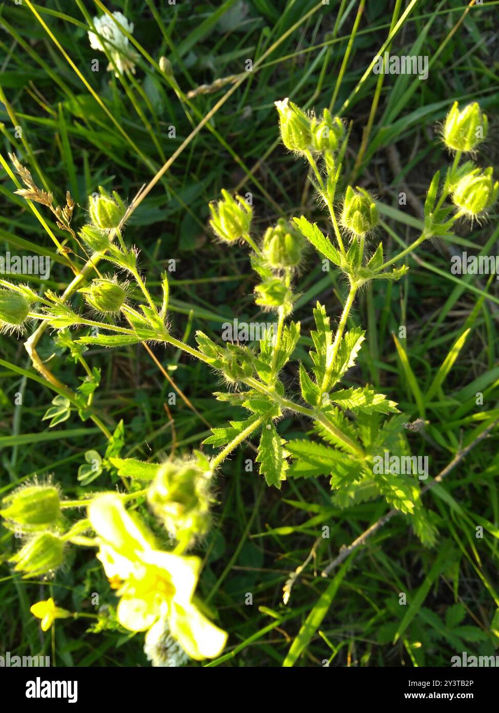 sulphur cinquefoil (Potentilla recta) Plantae Stock Photo - Alamy
