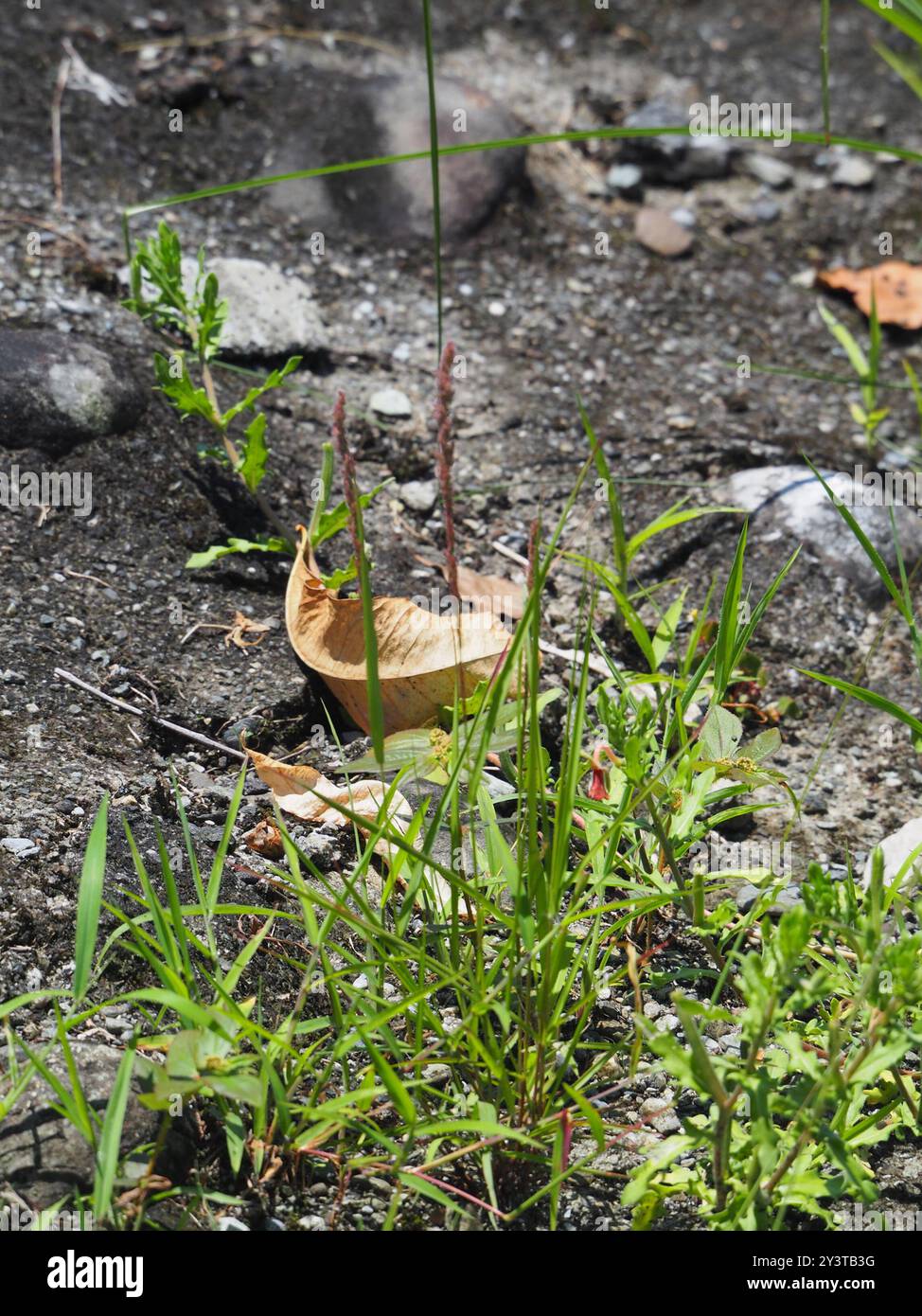 Gophertail Lovegrass (Eragrostis ciliaris) Plantae Stock Photo - Alamy