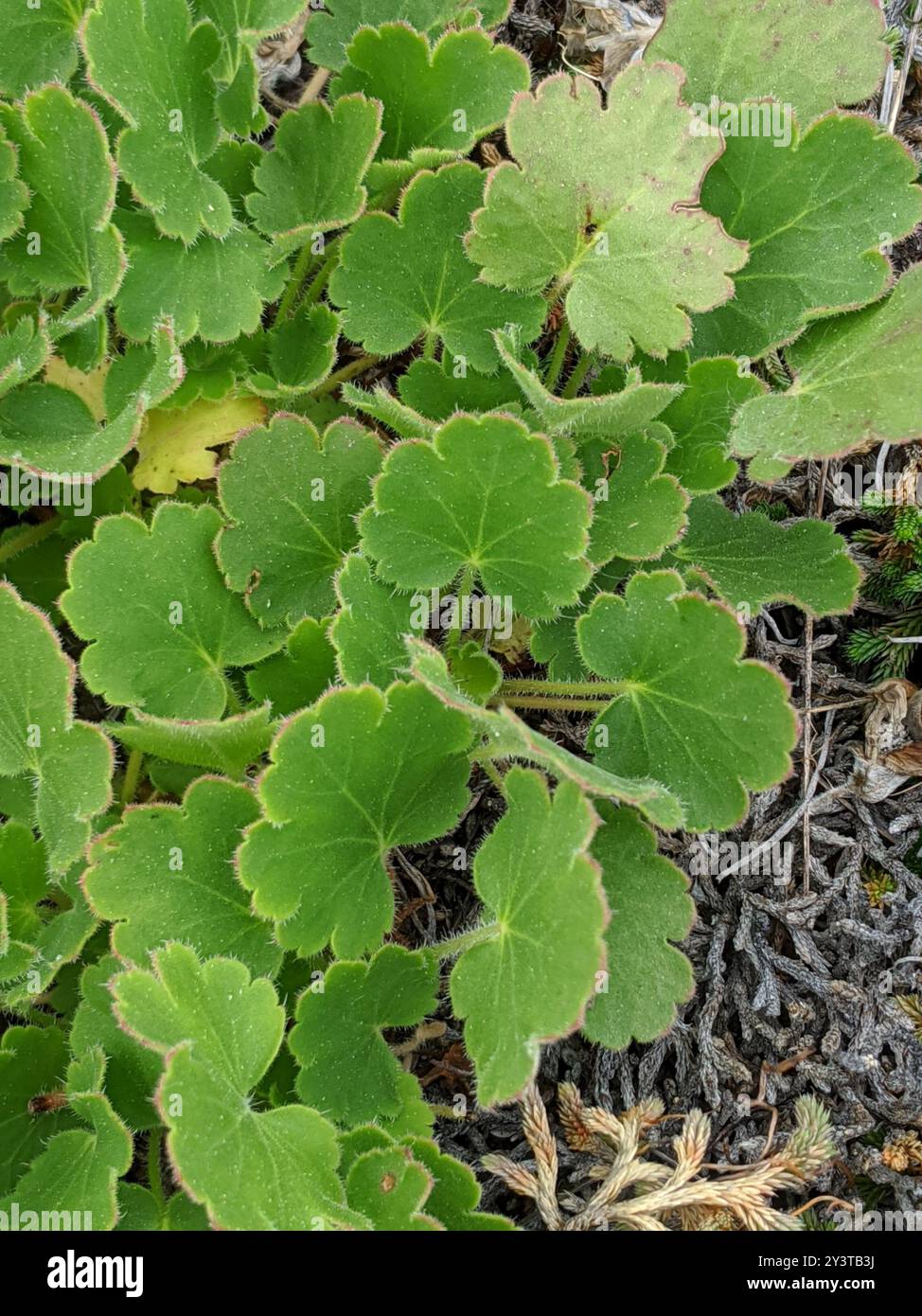roundleaf alumroot (Heuchera cylindrica) Plantae Stock Photo - Alamy