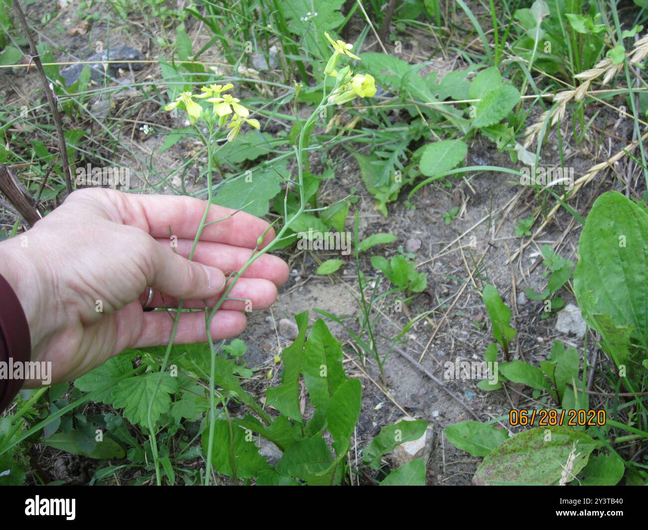 Wild radish (Raphanus raphanistrum) Plantae Stock Photo - Alamy