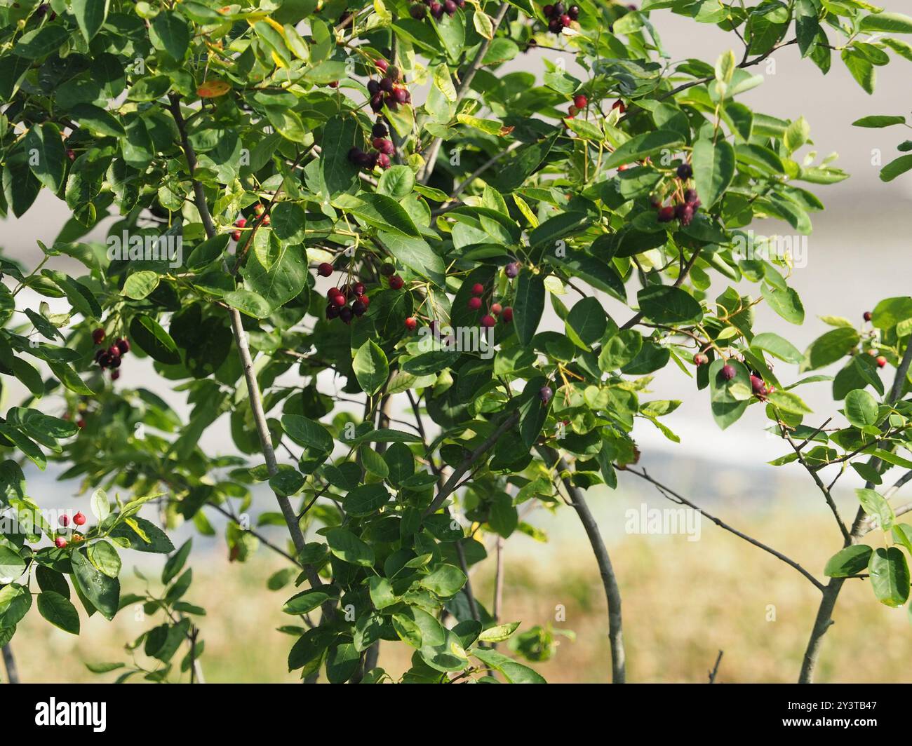 common serviceberry (Amelanchier arborea) Plantae Stock Photo - Alamy
